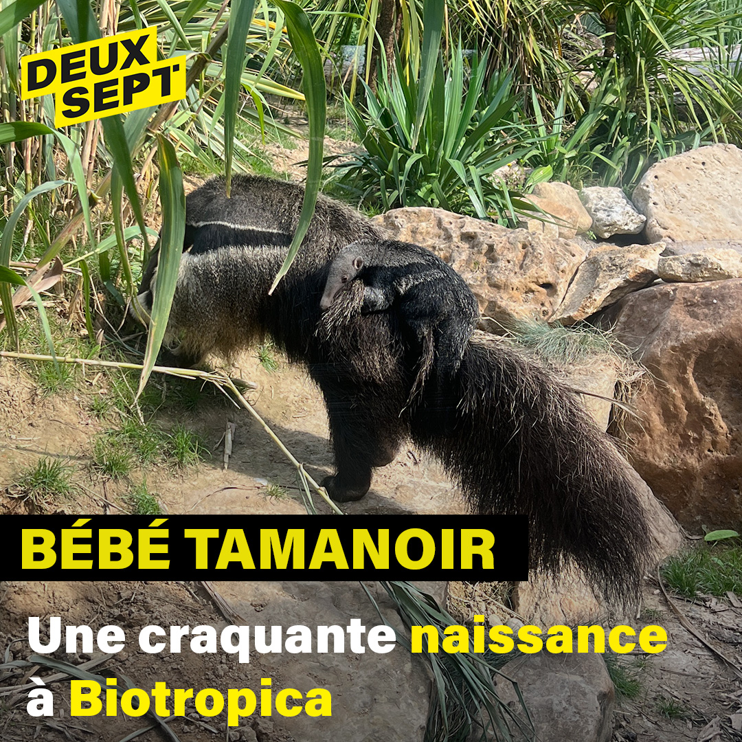 Un bébé Tamanoir est né dans l'Eure - Deux Sept – l’actu et l’info de l ...